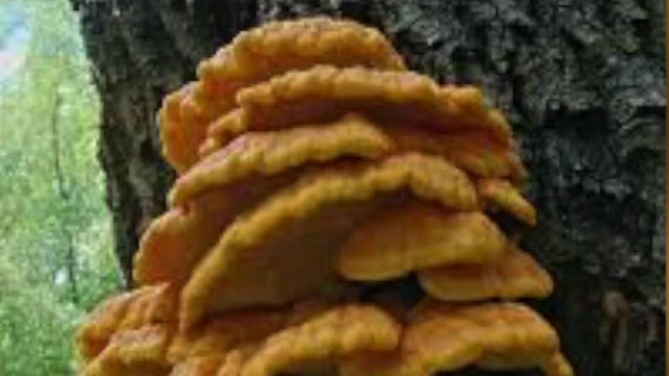 NAJBARDZIEJ NIETYPOWE GRZYBY JADALNE (pytanienasniadanie.tvp.pl)