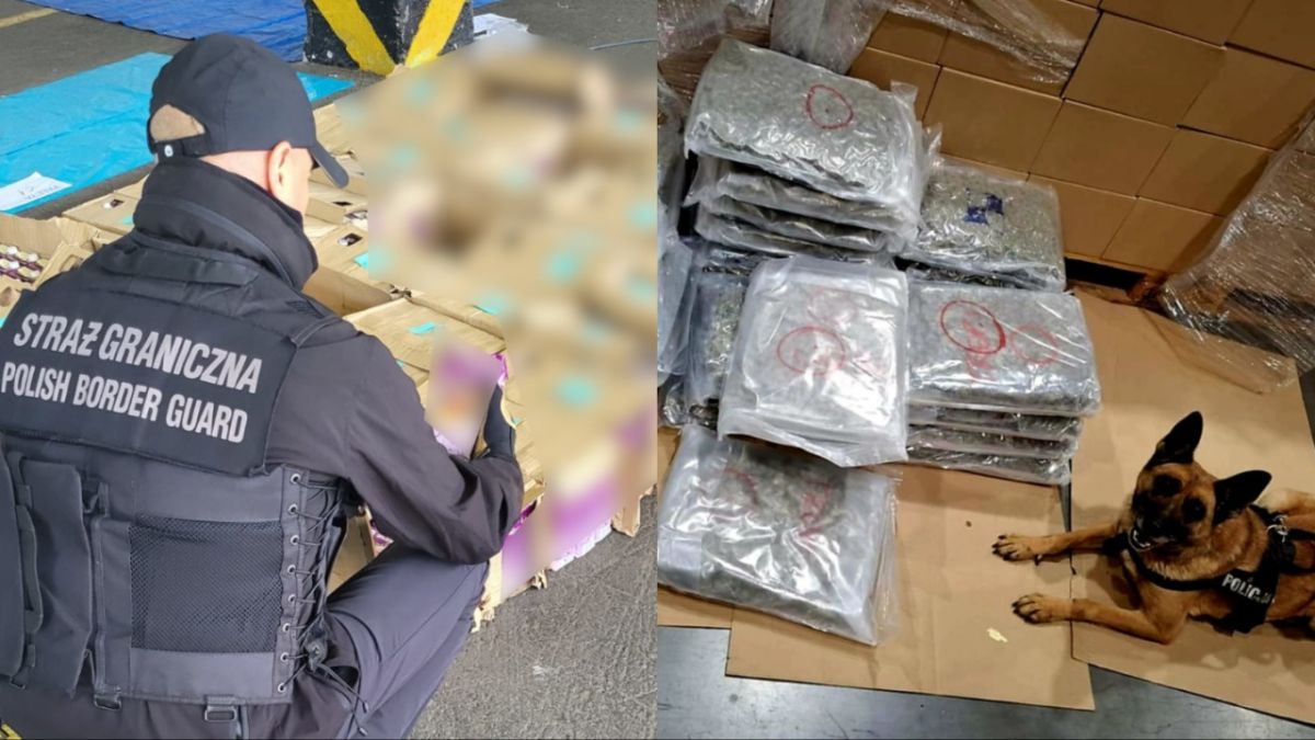 Polish law enforcement conducts major seizures of illicit drugs