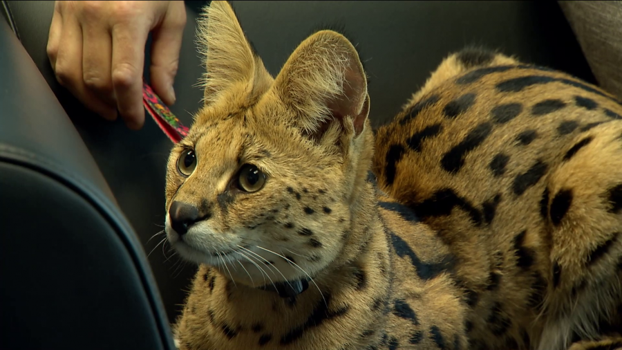 Kot na wolności. Serwal afrykański uciekł z hodowli