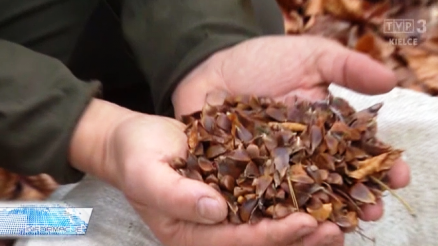 W bukowych lasach zaczęły się zbiory bukwi. Owoce zbierane są z ...